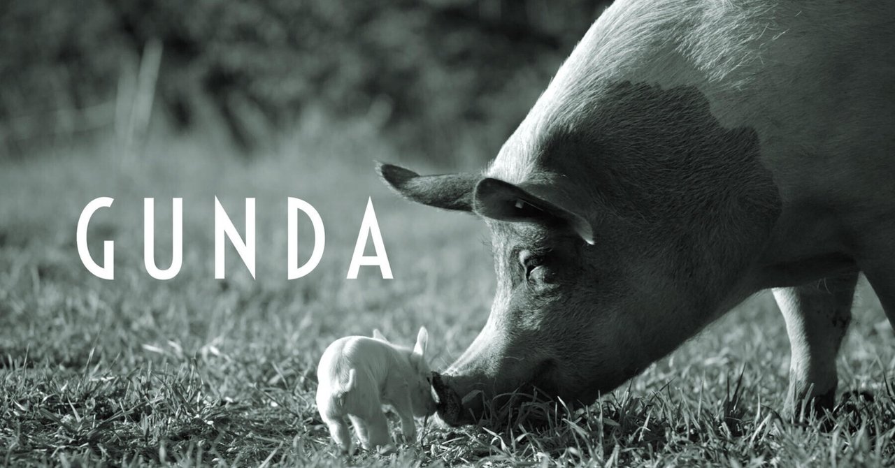 映画『GUNDA／グンダ』｜STARLET