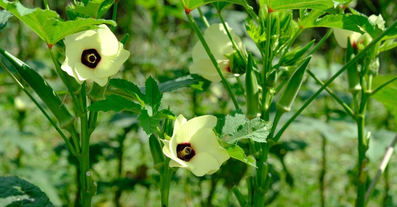 何度でも畑のオクラを撮影してみた！ Fujifilm X-T5｜fold_hama