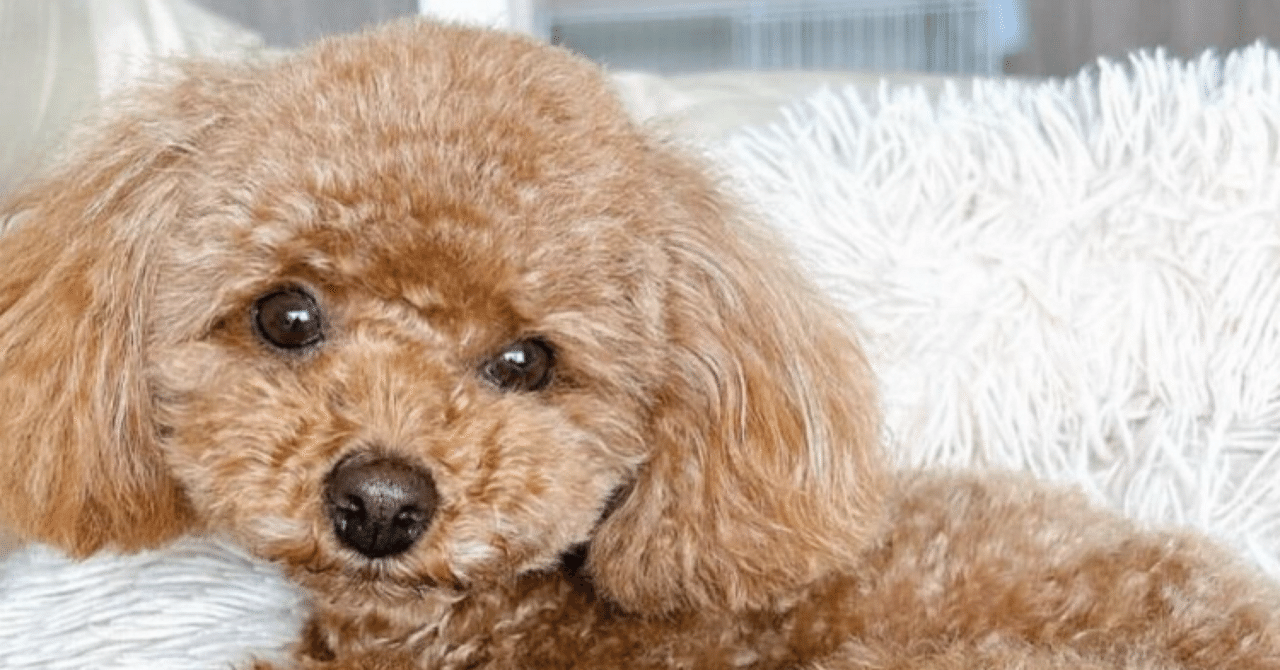 愛犬パート2｜super_rui