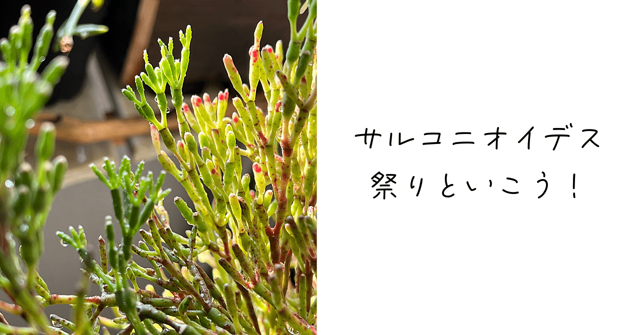 リプサリス・ハティオラ・サルコニオイデスについて語りたいっ！｜Ms'HIRO