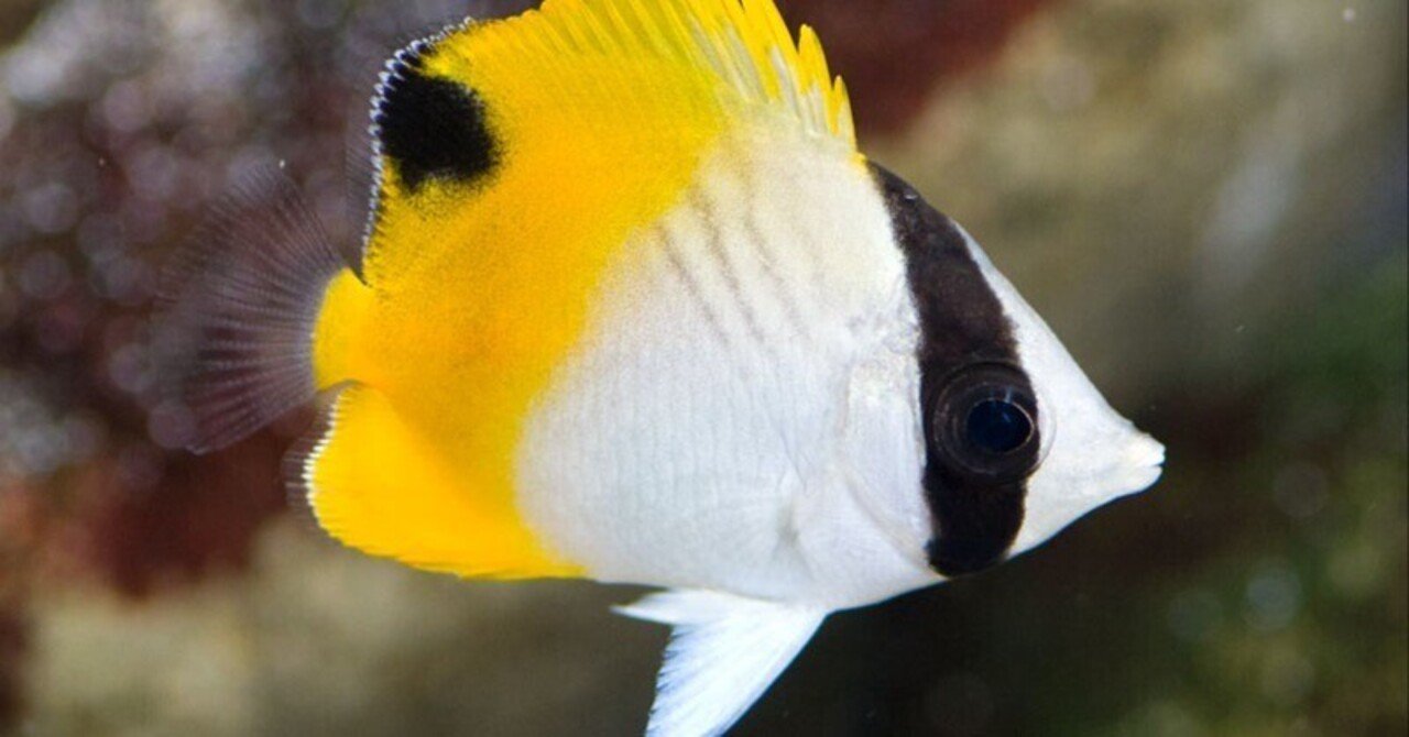 君の名は？ トゲチョウチョウウオ｜shinmr