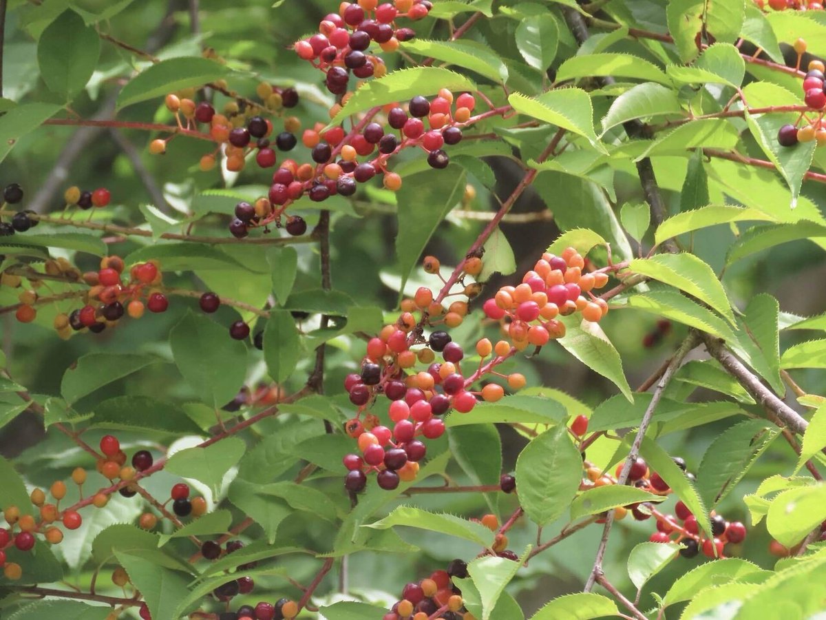 ウワミズザクラの実たわわ｜之哲／Yuki Satoru