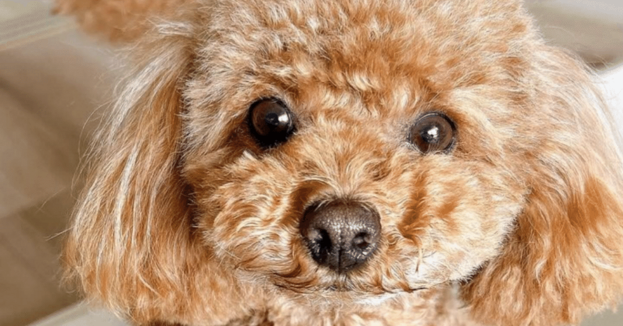 愛犬メロンちゃん｜super_rui