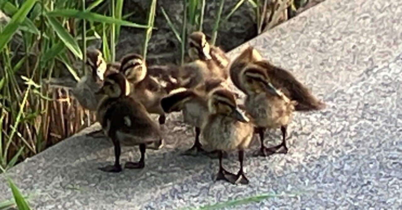 【投稿】夏の1コマ｜ichi LABO