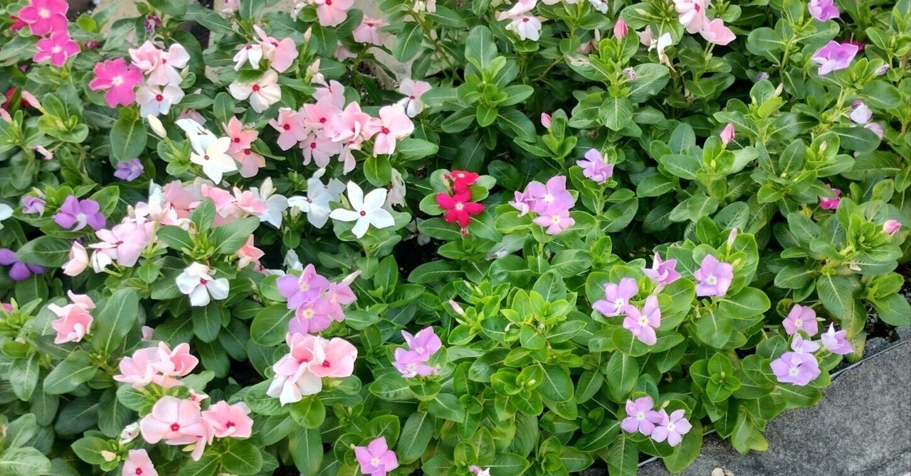 母の面会へ110｜くろにゃんこ