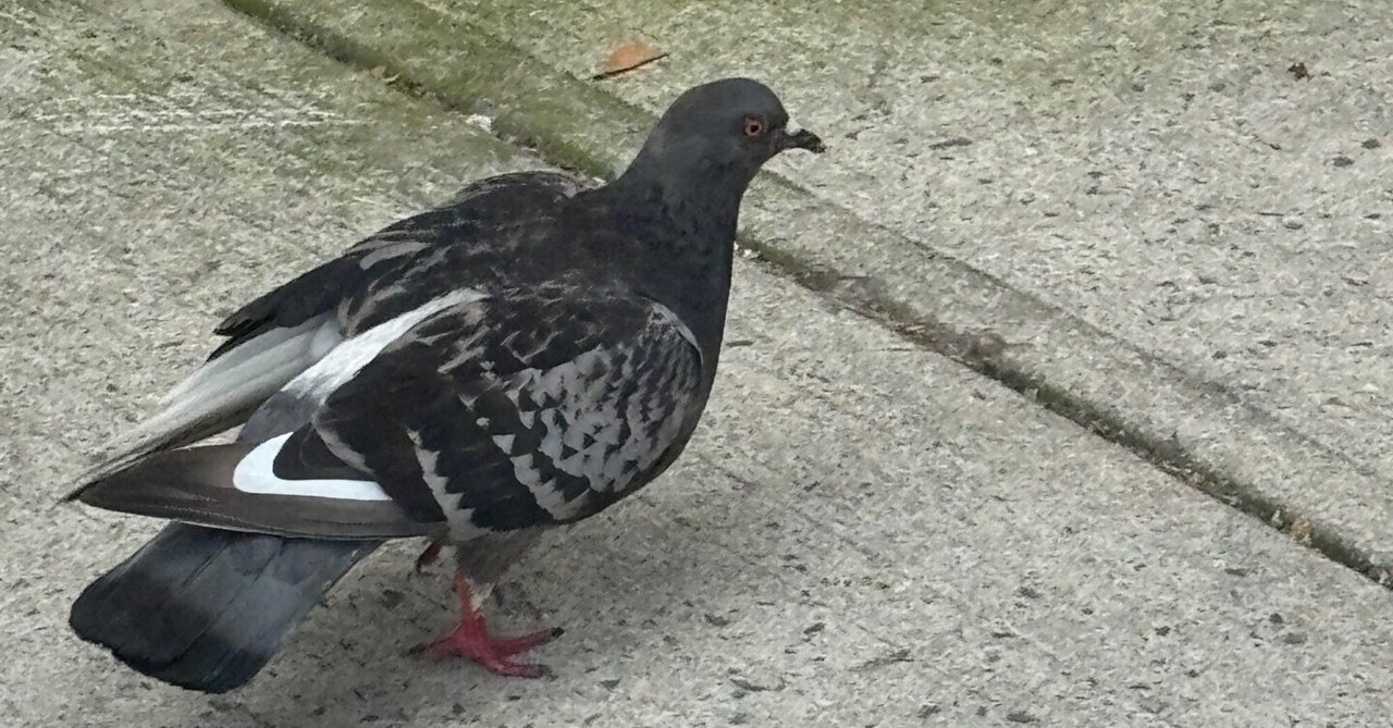 及川陽菜日記 8月17日 Things are getting better｜Hina Oikawa 及川陽菜