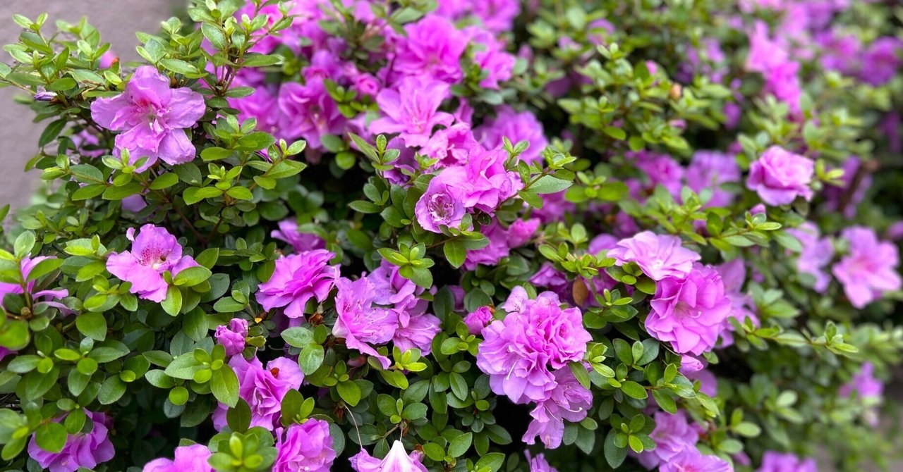 【詩】ひとこと｜ayano_leizei 冷泉あやの