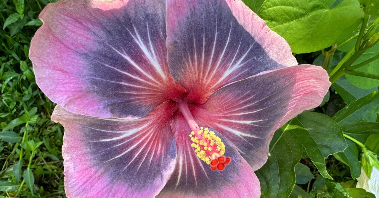 断食｜Yoko Harada