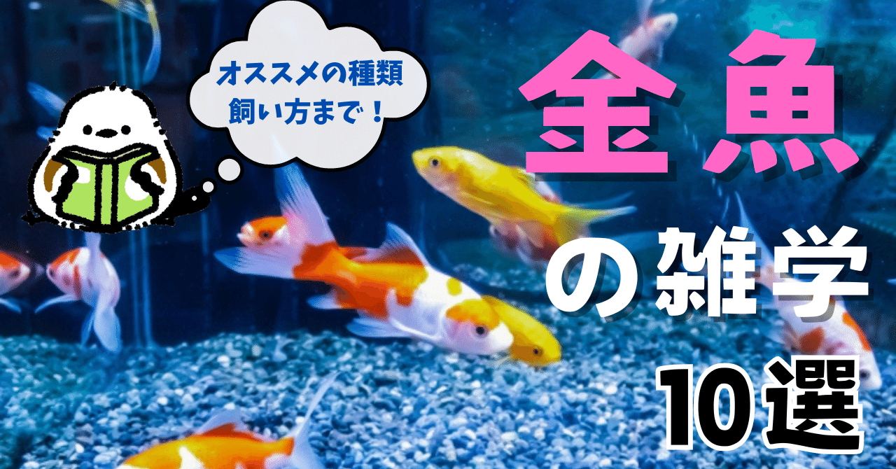 金魚の雑学10選｜junjun ｜ライター×SNS発信