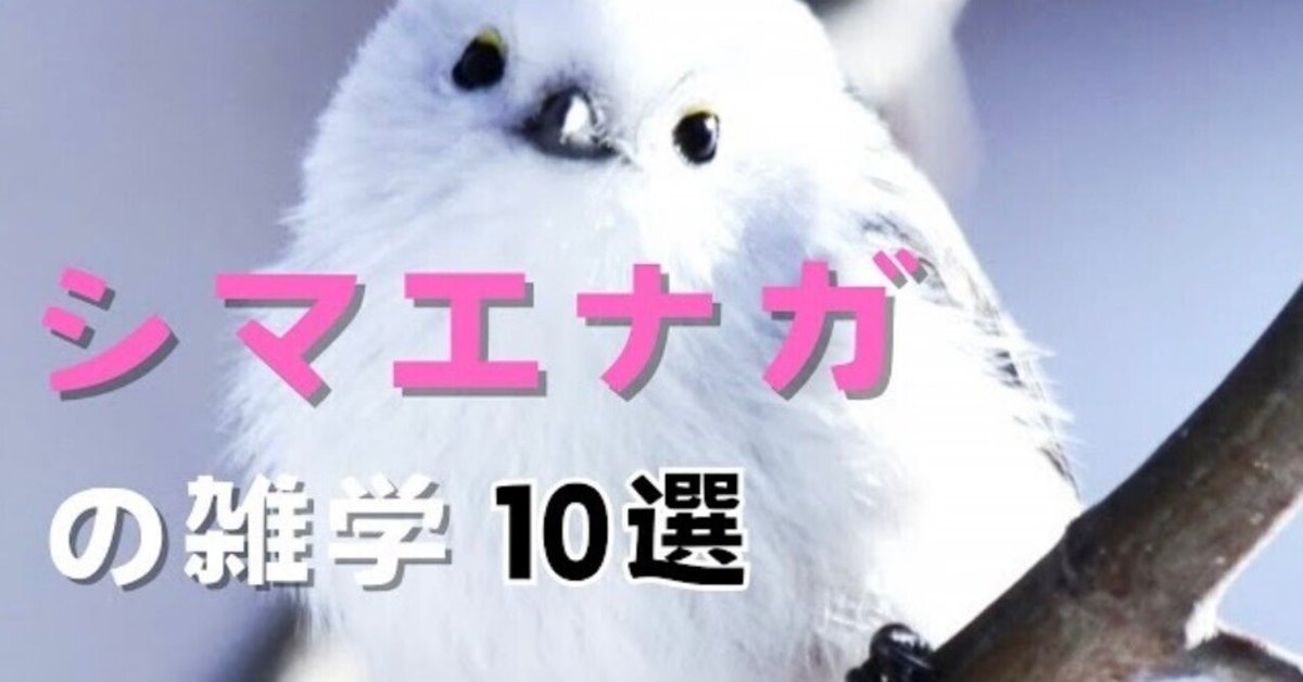 シマエナガの雑学10選｜junjun ｜ライター×SNS発信
