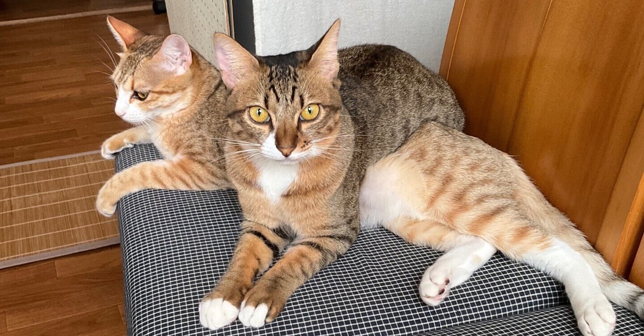 うちの猫たち#2｜rimoco*rimoco