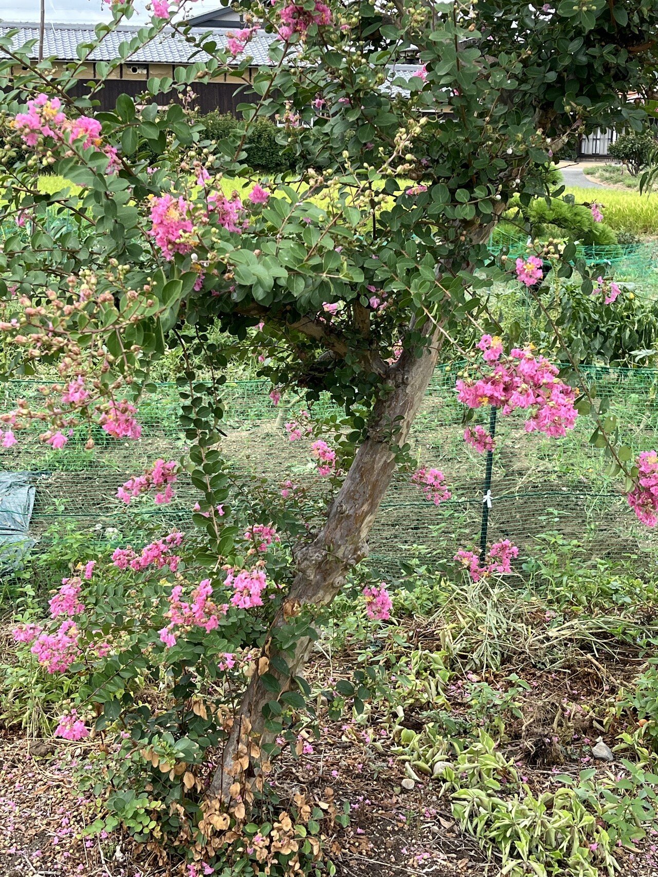 ca-ptain@農ある暮らし｜note