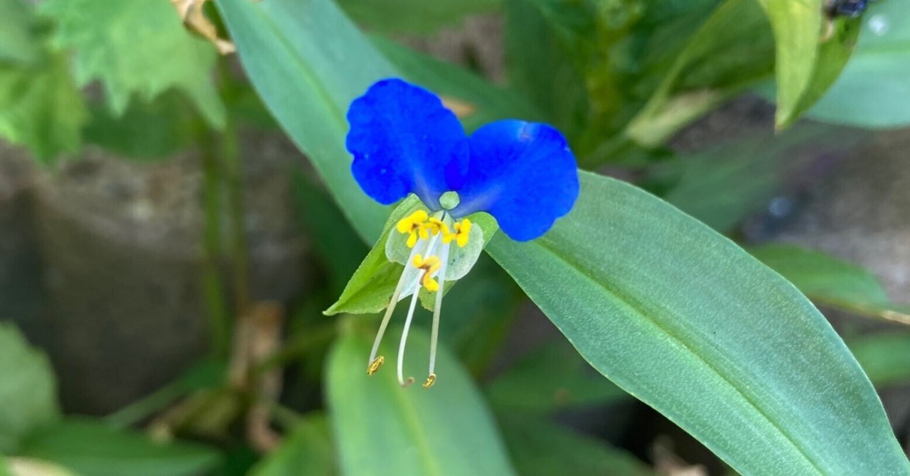 #やってみた｜Milla