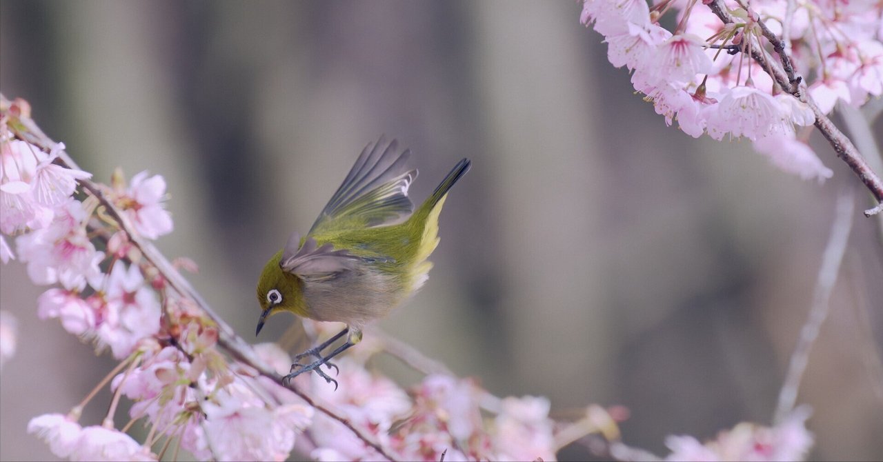 見たことがある、もっとすごい写真がある｜005 akkiy