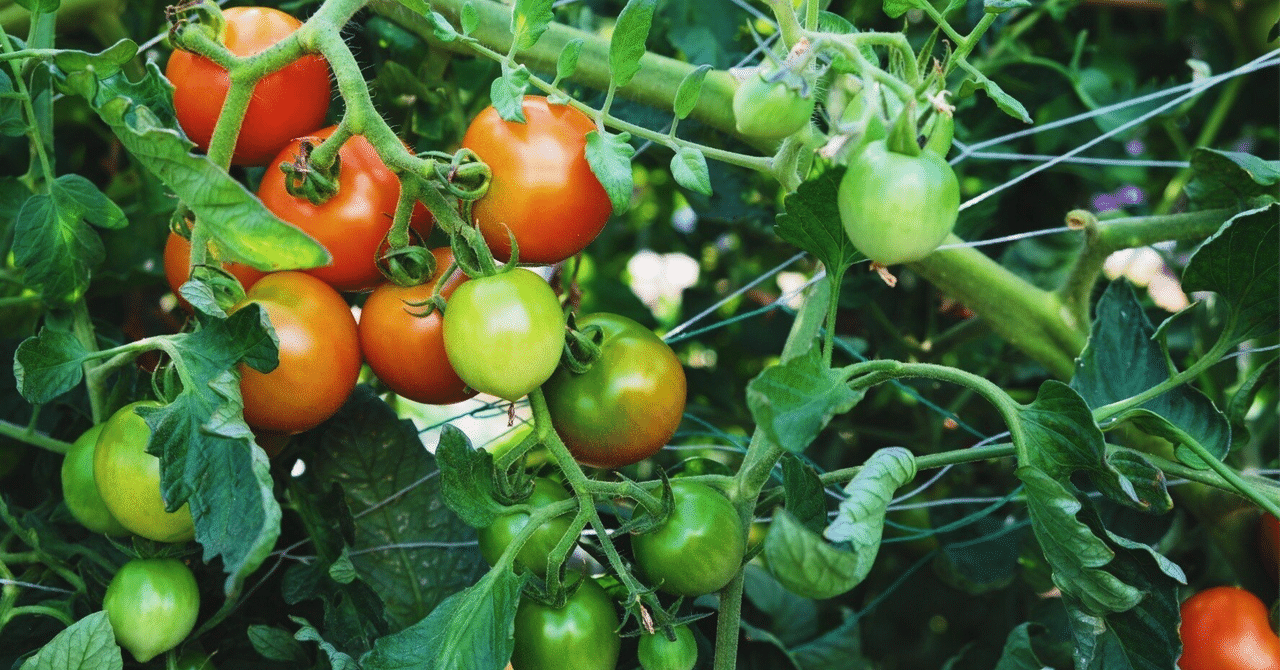 🍓農民ママ🍅Shoko｜note