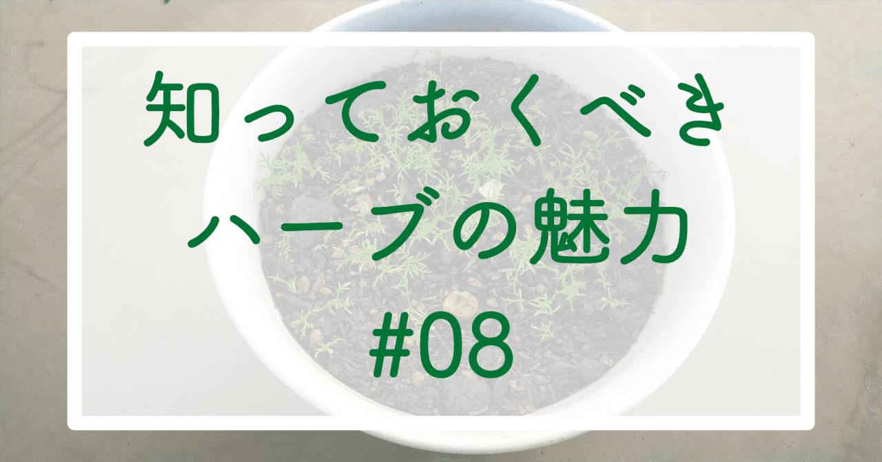 カモミール編 ｜mba_internship