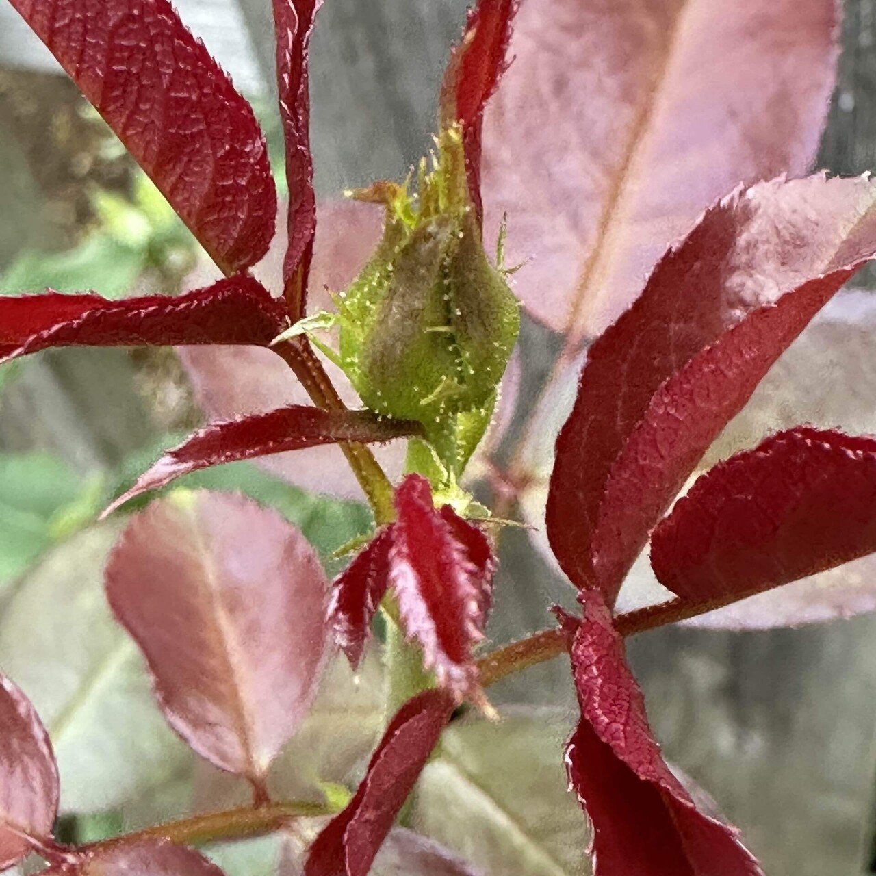 花芽つきました｜kenji comp