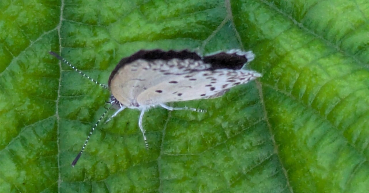 第3巻343番〜作者 大伴旅人｜ichiro70