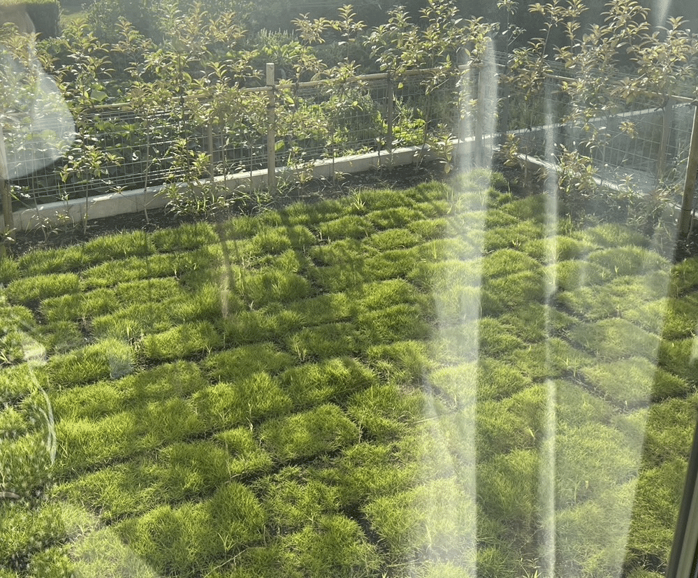 芝がもふもふ｜Uchino Hito