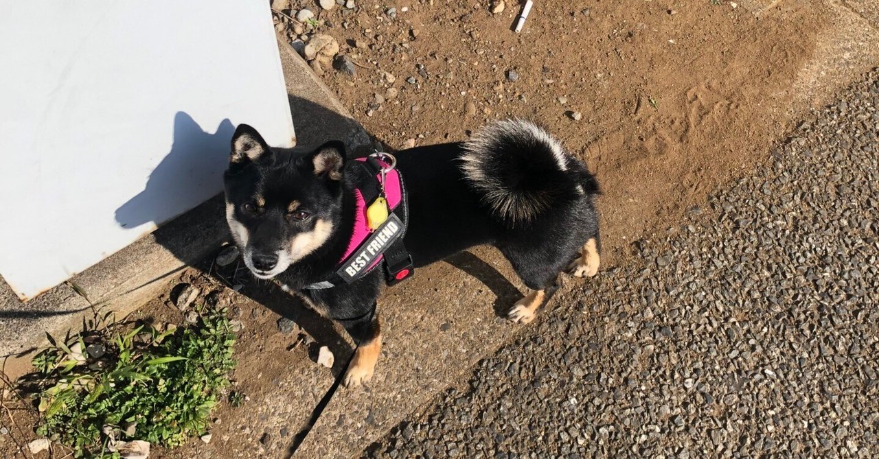 仕事失ってDay79｜ホンちゃん