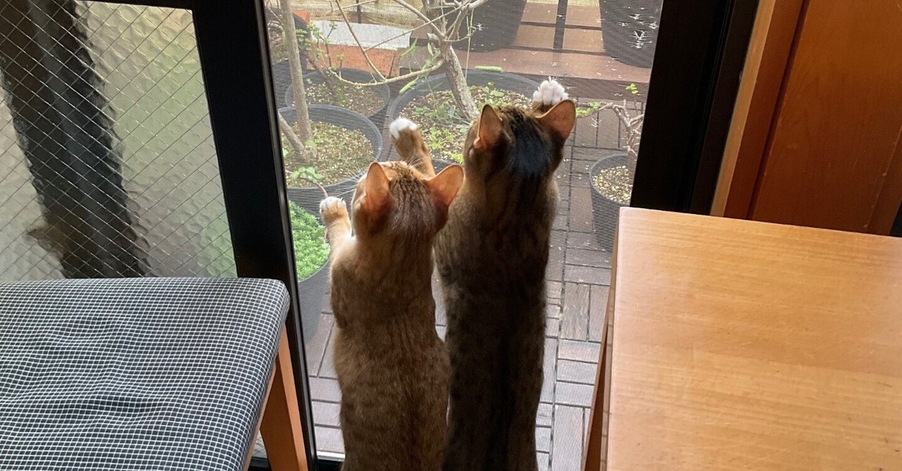 うちの猫たち＃4｜rimoco*rimoco