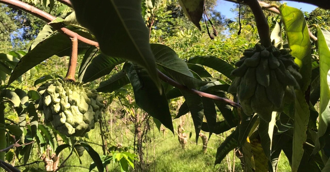 ロリニアの木が倒れた｜Yoko Harada