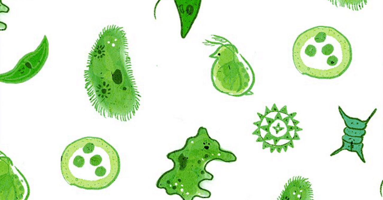 たとえばなし｜Kamo