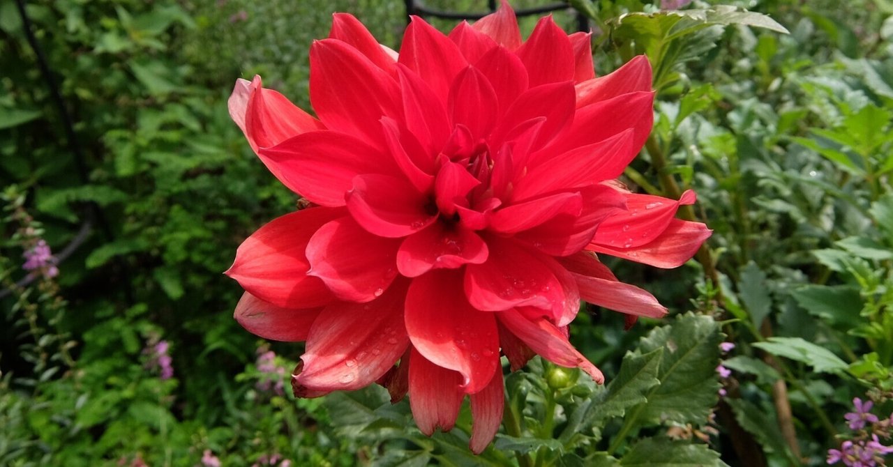 9月 September｜mimi fleur