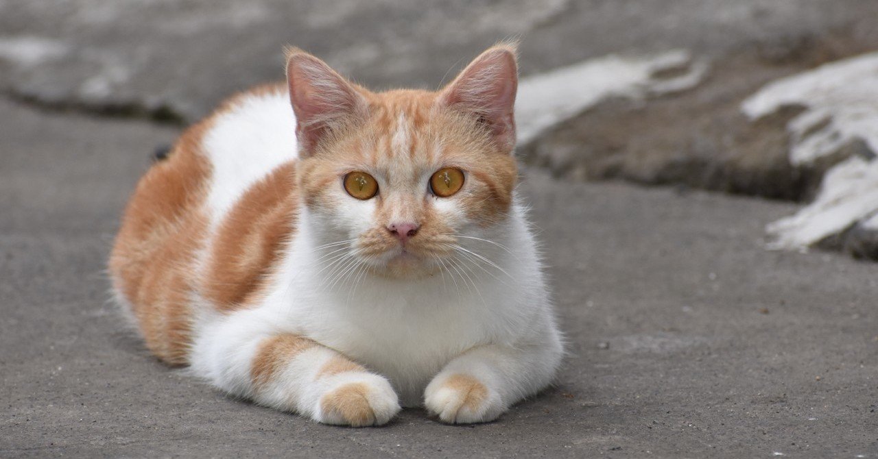 スケジュールの組み方最適解を探す｜MiddleField株式会社 -プロダクト開発チーム-