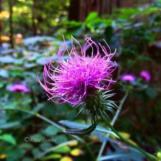 稲美 里佳 Rika Inami｜note