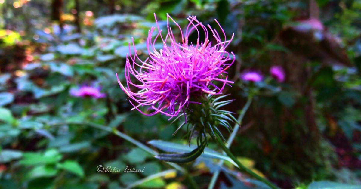 自己紹介/はじめてのnote｜稲美 里佳 Rika Inami