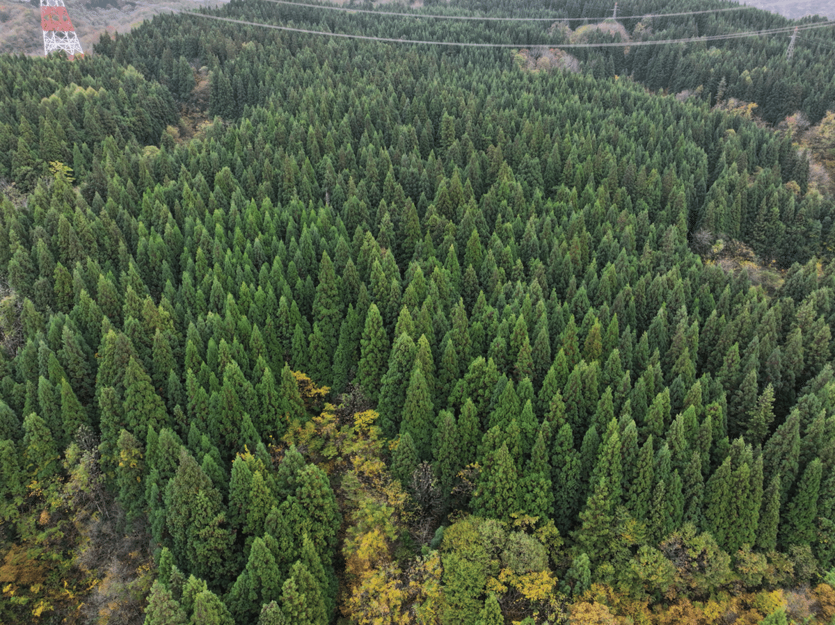 素木-SIRAKI-｜shinichi ishida