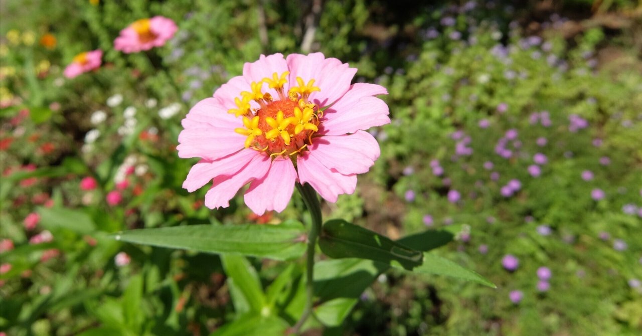 ジニア・リネアリス｜mimi fleur