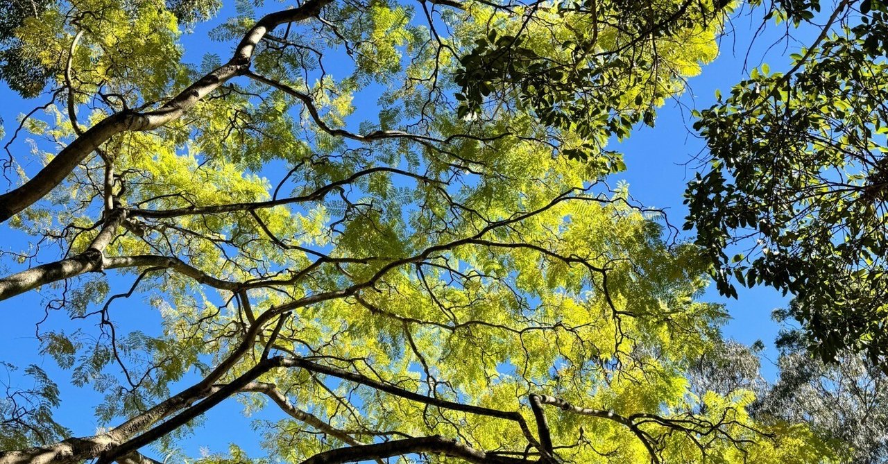 今朝のシドニーの朝焼け｜Kaoru Sydney