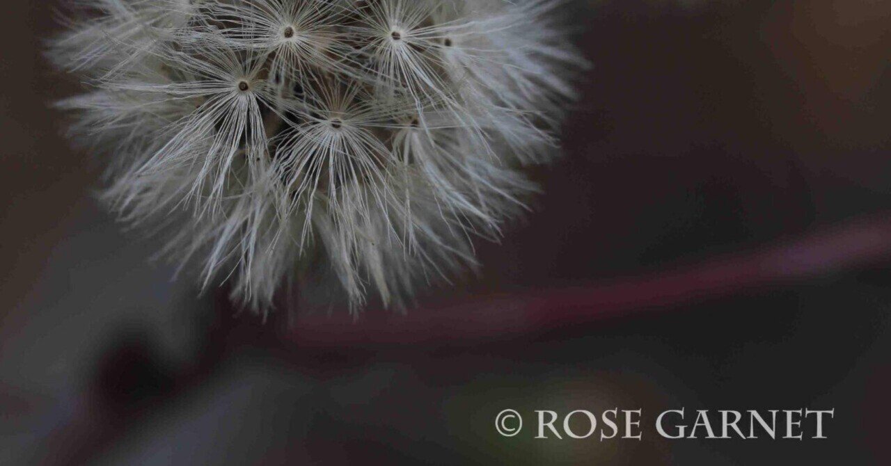 経理という言葉に誇りを持ちたい｜Rose Garnet