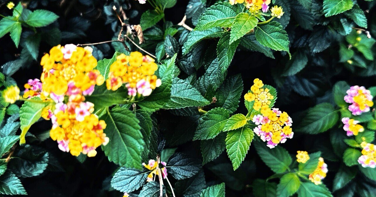 かまってちゃん。｜Yuya Kikuchi