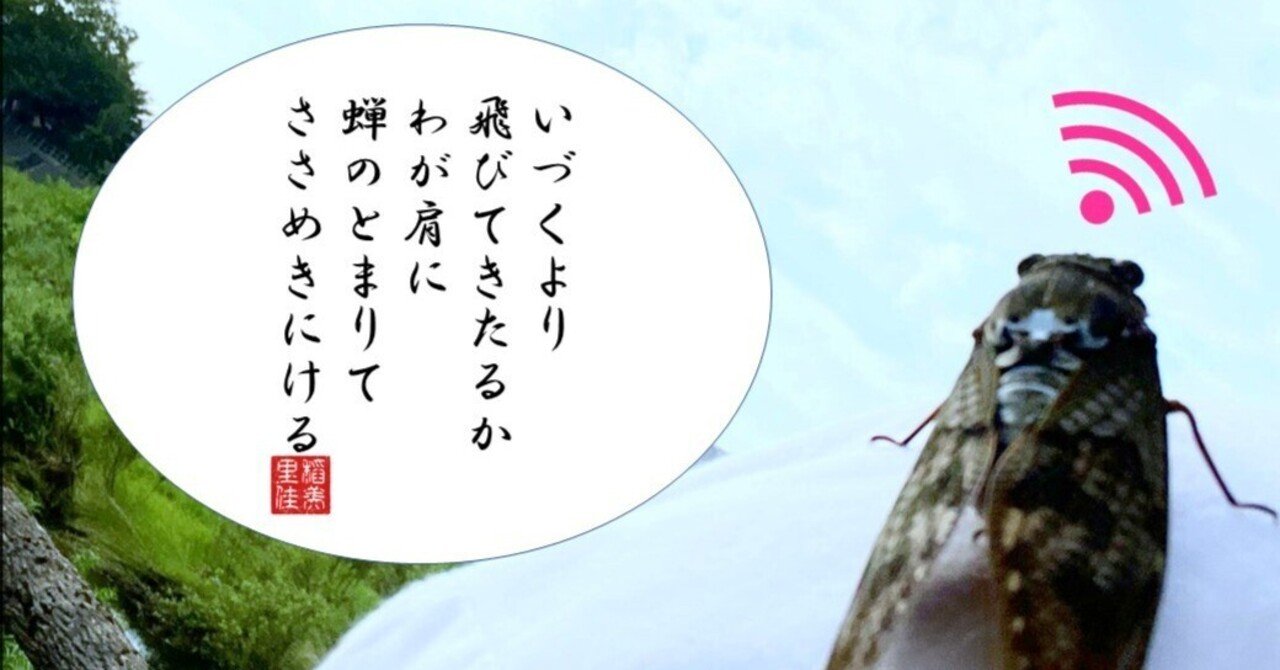 短歌 蝉 / Cicada｜稲美 里佳 Rika Inami