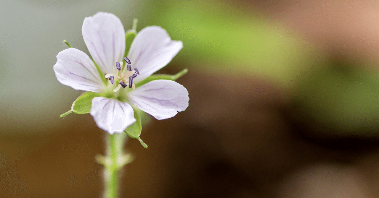 正しい生き方。｜菜穂@ hibi writer