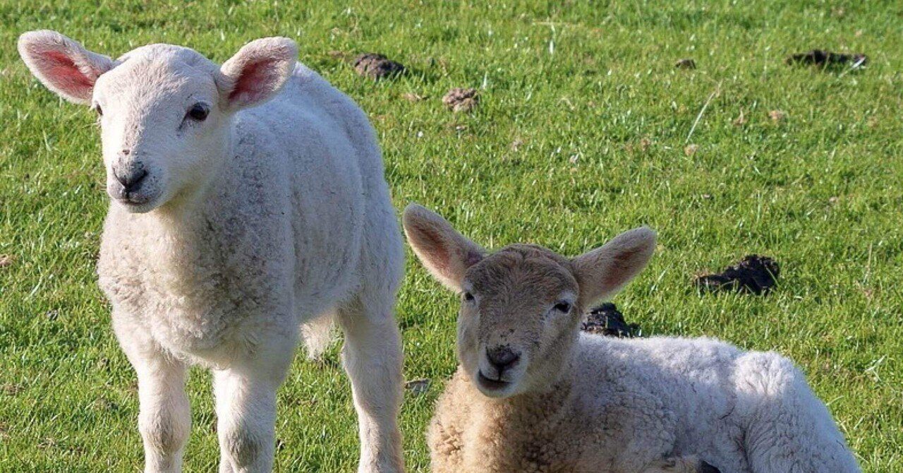 【ツインレイ】やっぱりツインは顔が似ている？｜izumi〜HSPの卒業とツインレイとの物語〜