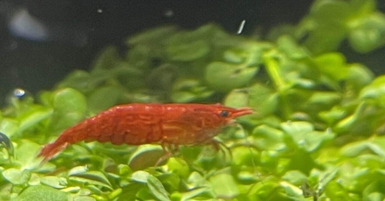 カタツムリ イラスト｜OMRK。