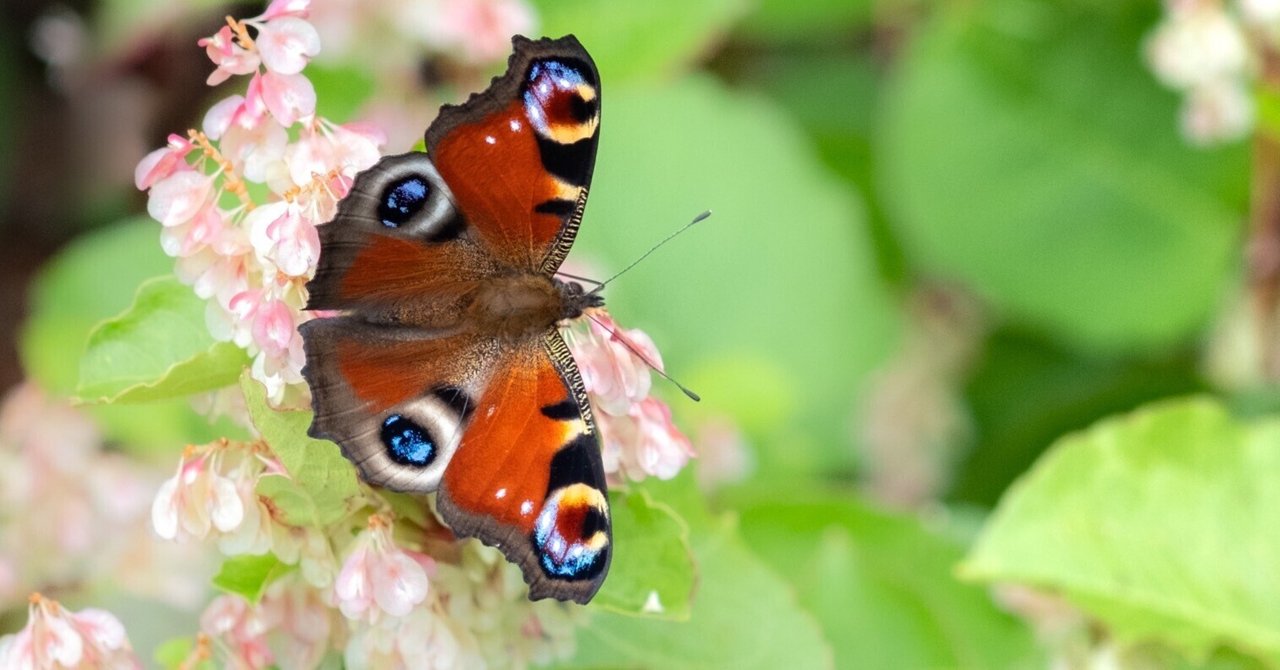 孔雀蝶 Inachis io geisha (Stichel, 1908)｜evoke & evolve