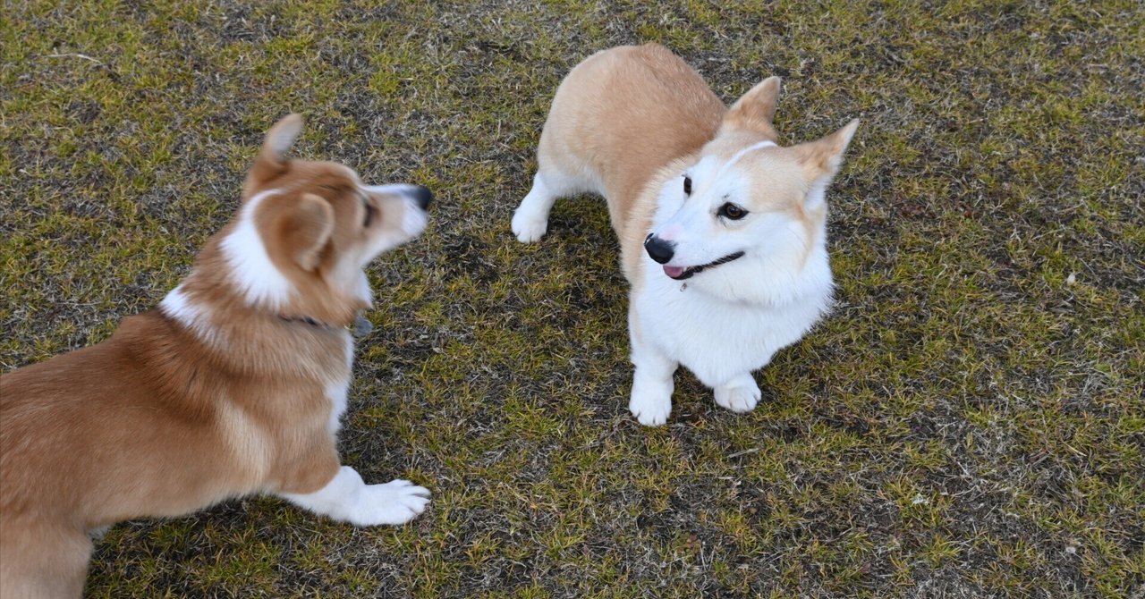 FP Yoshimitsu ｜note