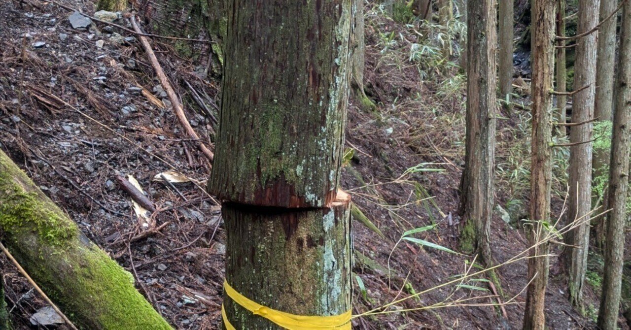 掛かり木の処理｜h.shiba