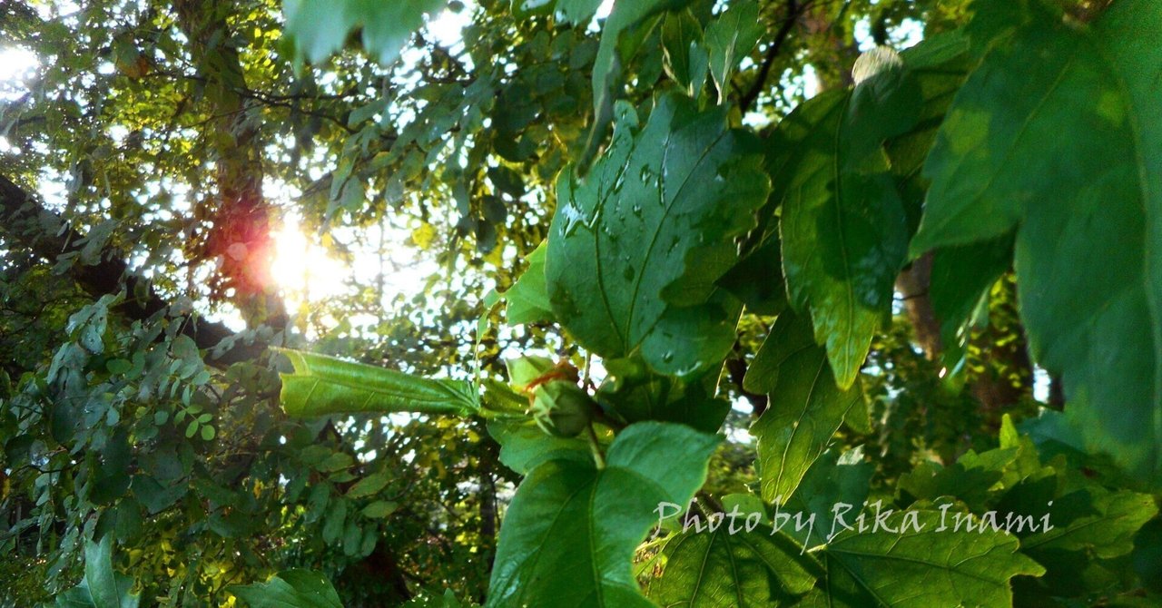今日の短歌 むくげ-Rose of Sharon—詞書付(短歌の後)｜稲美 里佳 Rika Inami