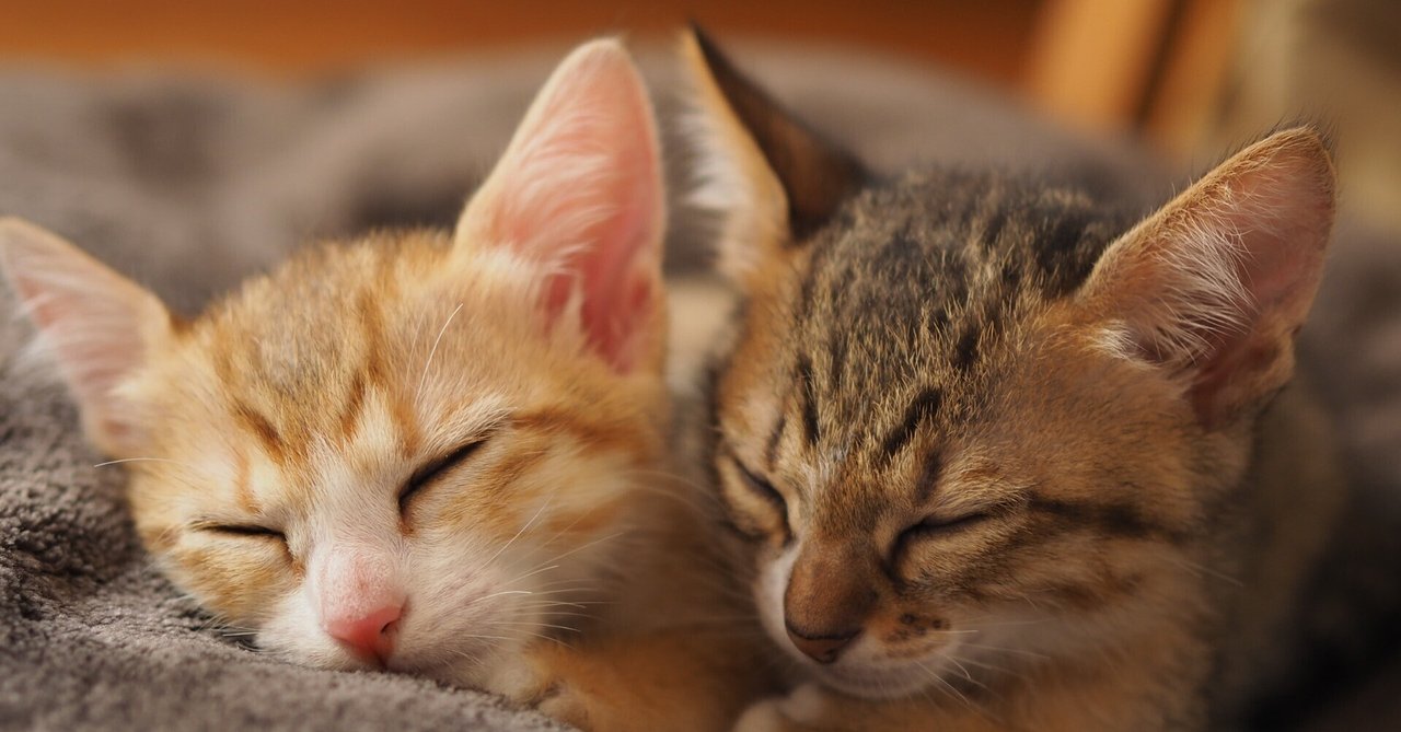 うちの猫たち#5｜rimoco*rimoco