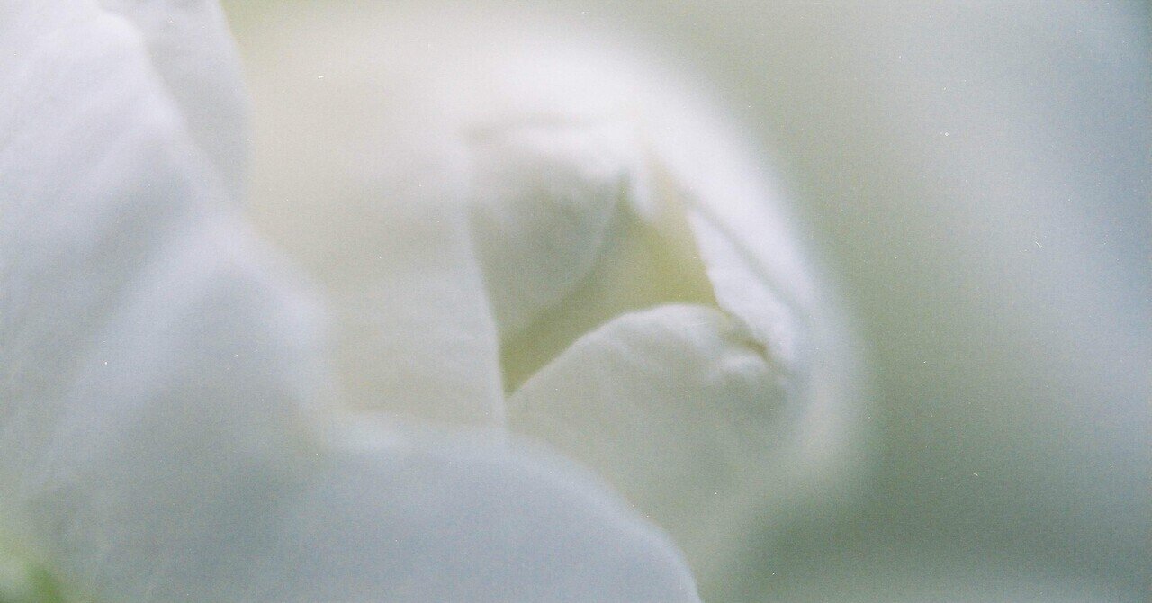 透明な羽をもつものよ。・。・。・｜Cosmic Suzu