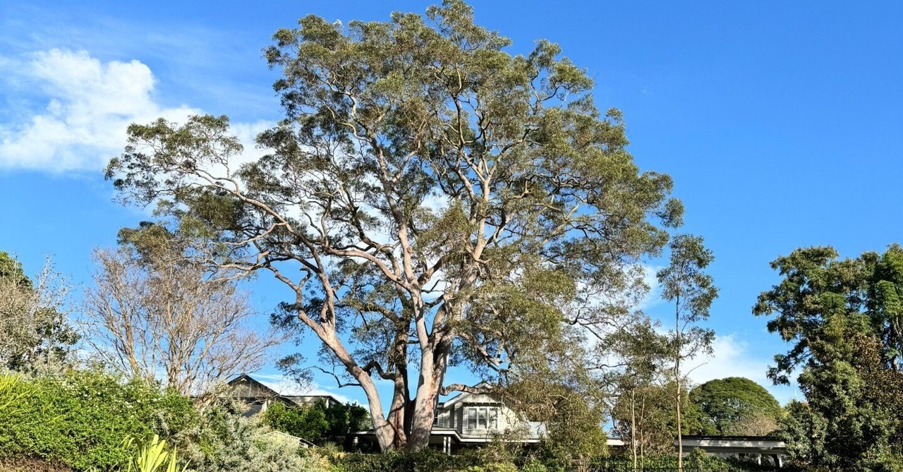 シドニーは快晴！｜Kaoru Sydney