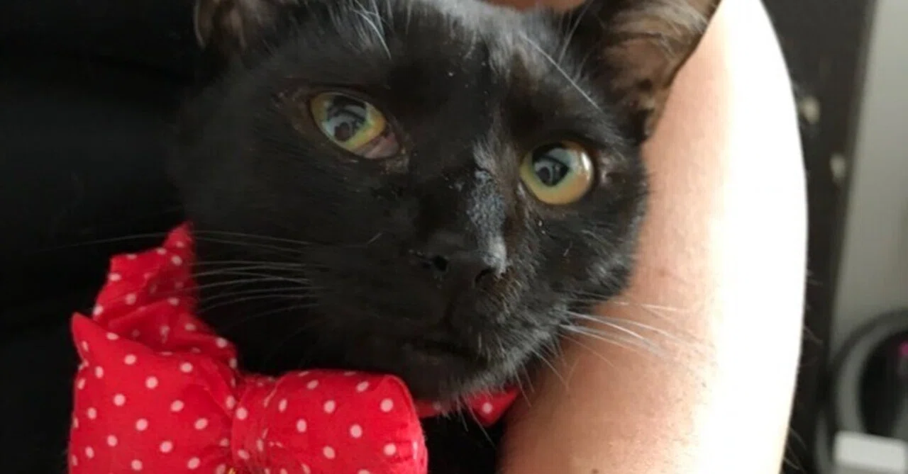 🐈外猫ちゃんが🏠家猫になる為に・・良い里親さんと出会う4つの方法(その①)｜maya-neko