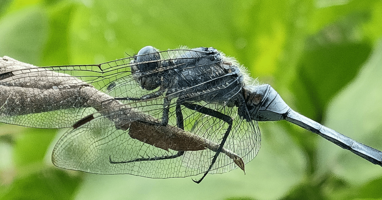 xpress入門~Node.jsのための最小限のWebフレームワーク~｜blue06_2022