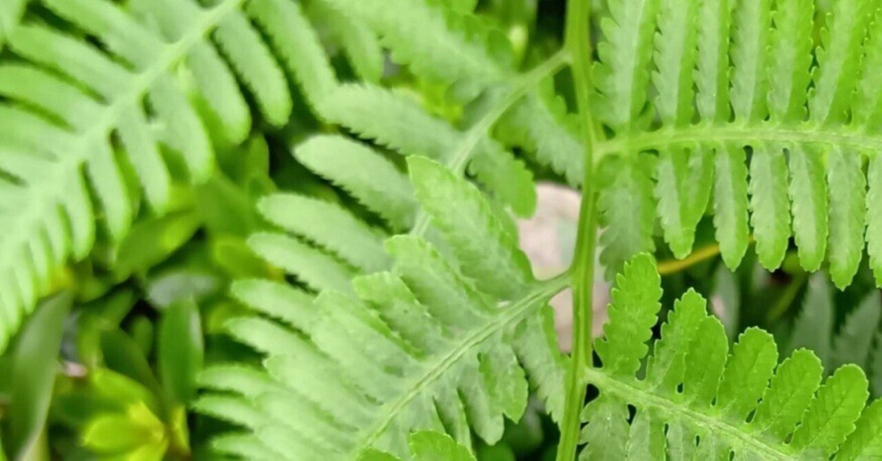 みどりしたたる｜haruka